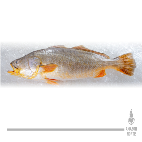 AMAZON NORTE PESCADOS